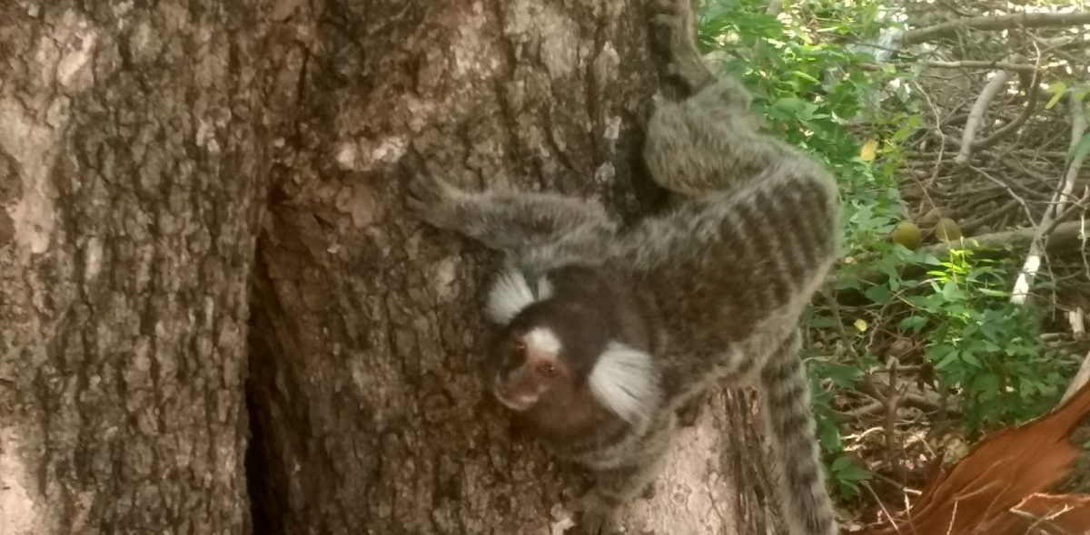 Jaciara Silva, Italo Silva, Luan Pablo – E. E. Edgar Barbosa Matutino 2°C