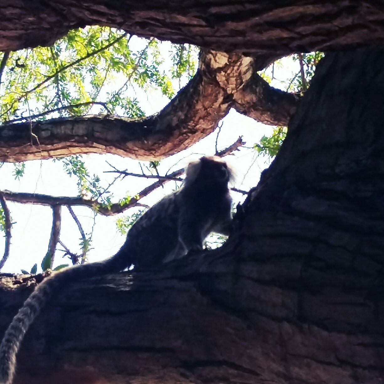 Qual a melhor foto de um animal? – E. E. Edgar Barbosa Matutino 2°D